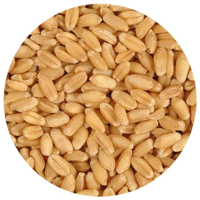 Sharbati Gahu/ Sharbati Wheat 30Kg