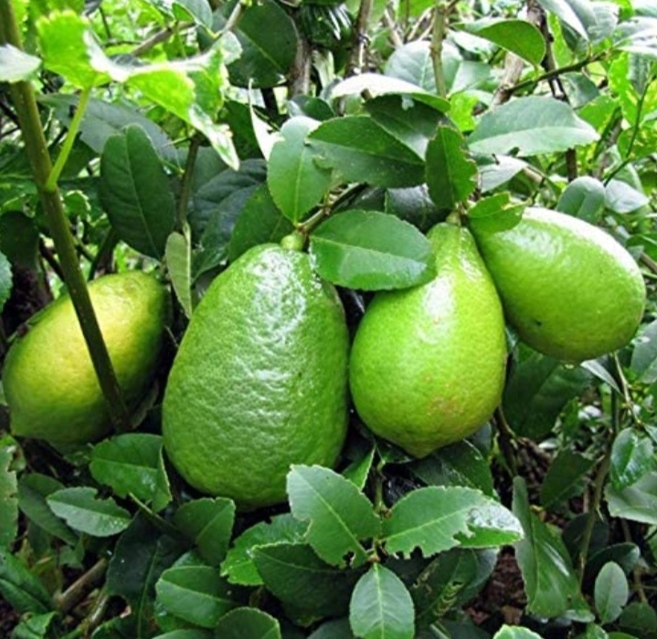 Gondo Raj Limbu Plant গন্ধরাজ লেবু চারা