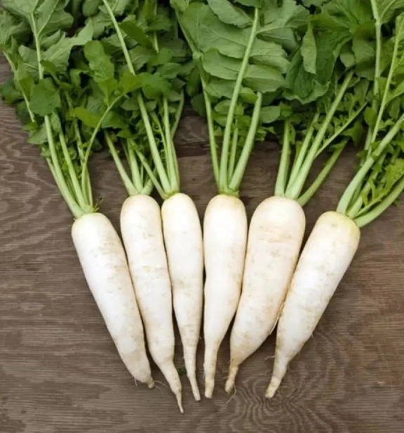 Raddish white