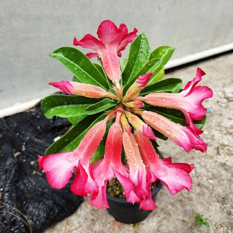 Adenium ( Pink )